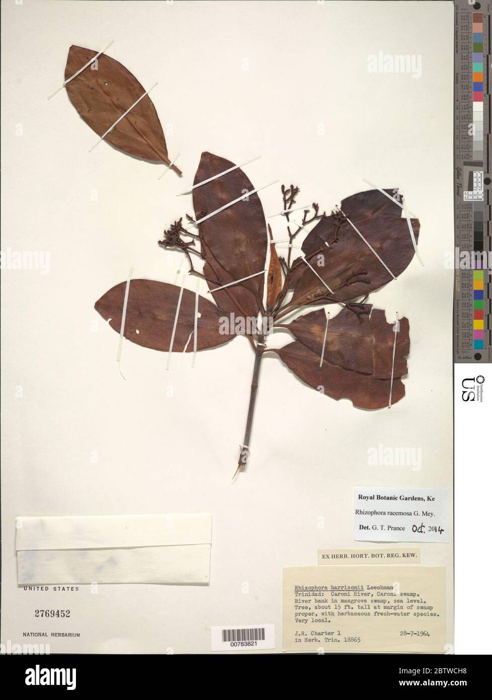 Rhizophora racemosa hi-res stock photography and images - Alamy