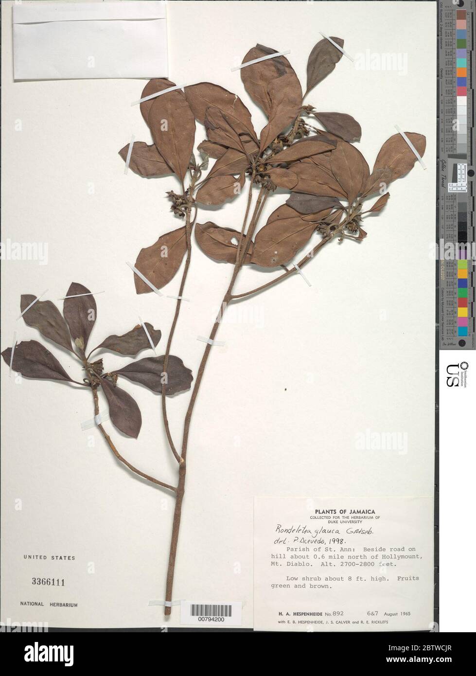 Rondeletia glauca Griseb Stock Photo - Alamy