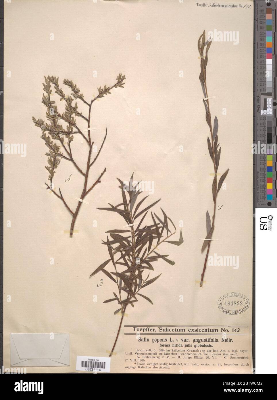 Salix repens L Stock Photo - Alamy