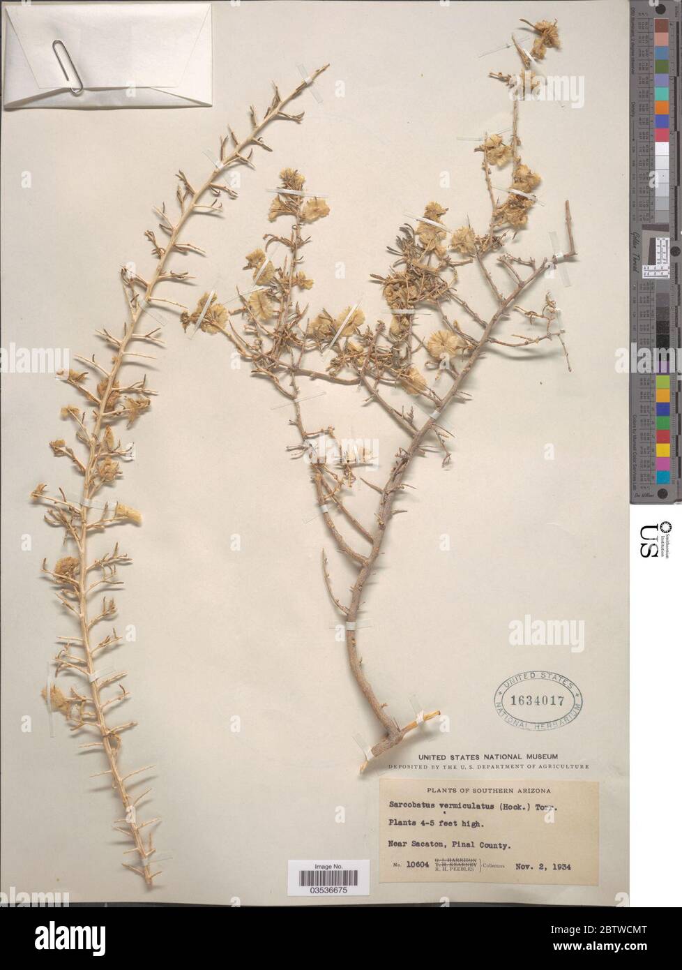 Sarcobatus vermiculatus Hook Torr Stock Photo - Alamy