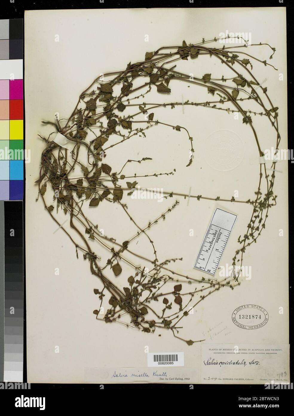 Salvia misella Kunth Stock Photo - Alamy