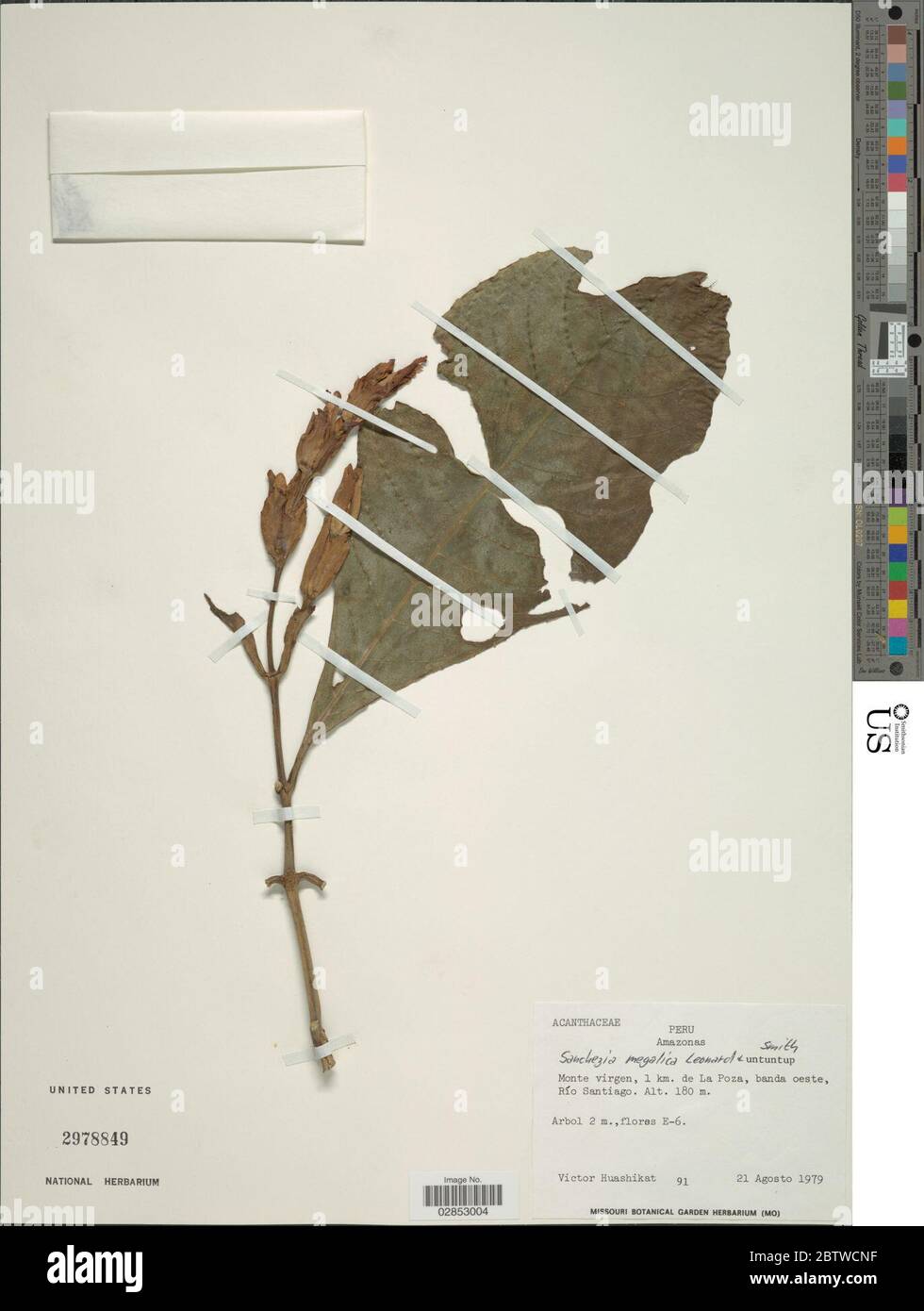 Megalia hi-res stock photography and images - Alamy