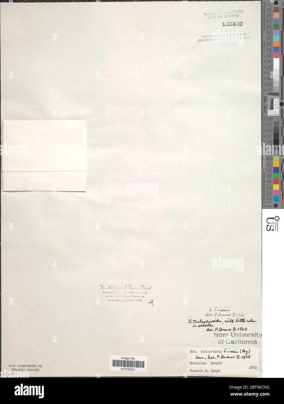 Schizothrix hi-res stock photography and images - Alamy