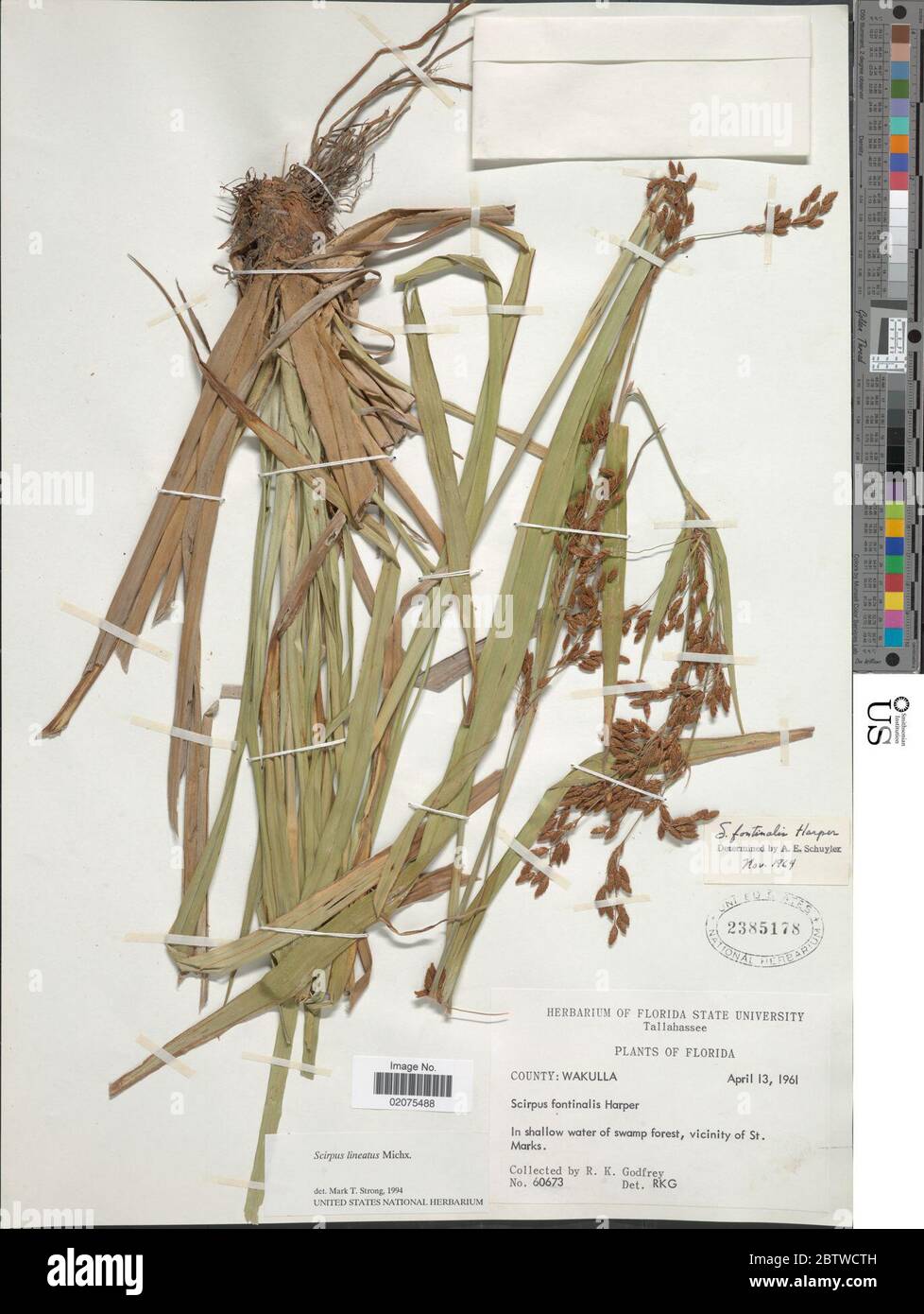 S lineatus hi-res stock photography and images - Alamy