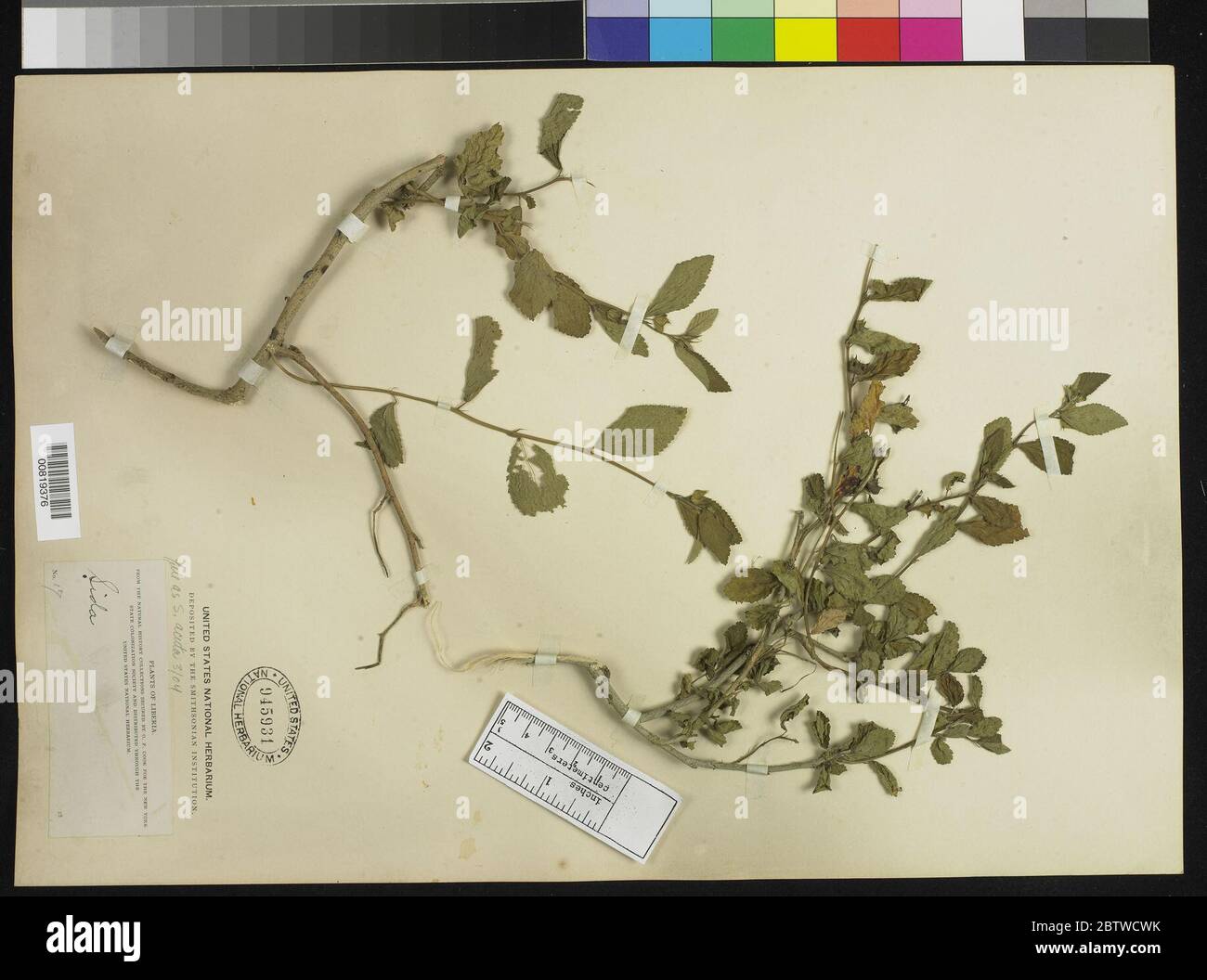 Sida sp hi-res stock photography and images - Alamy