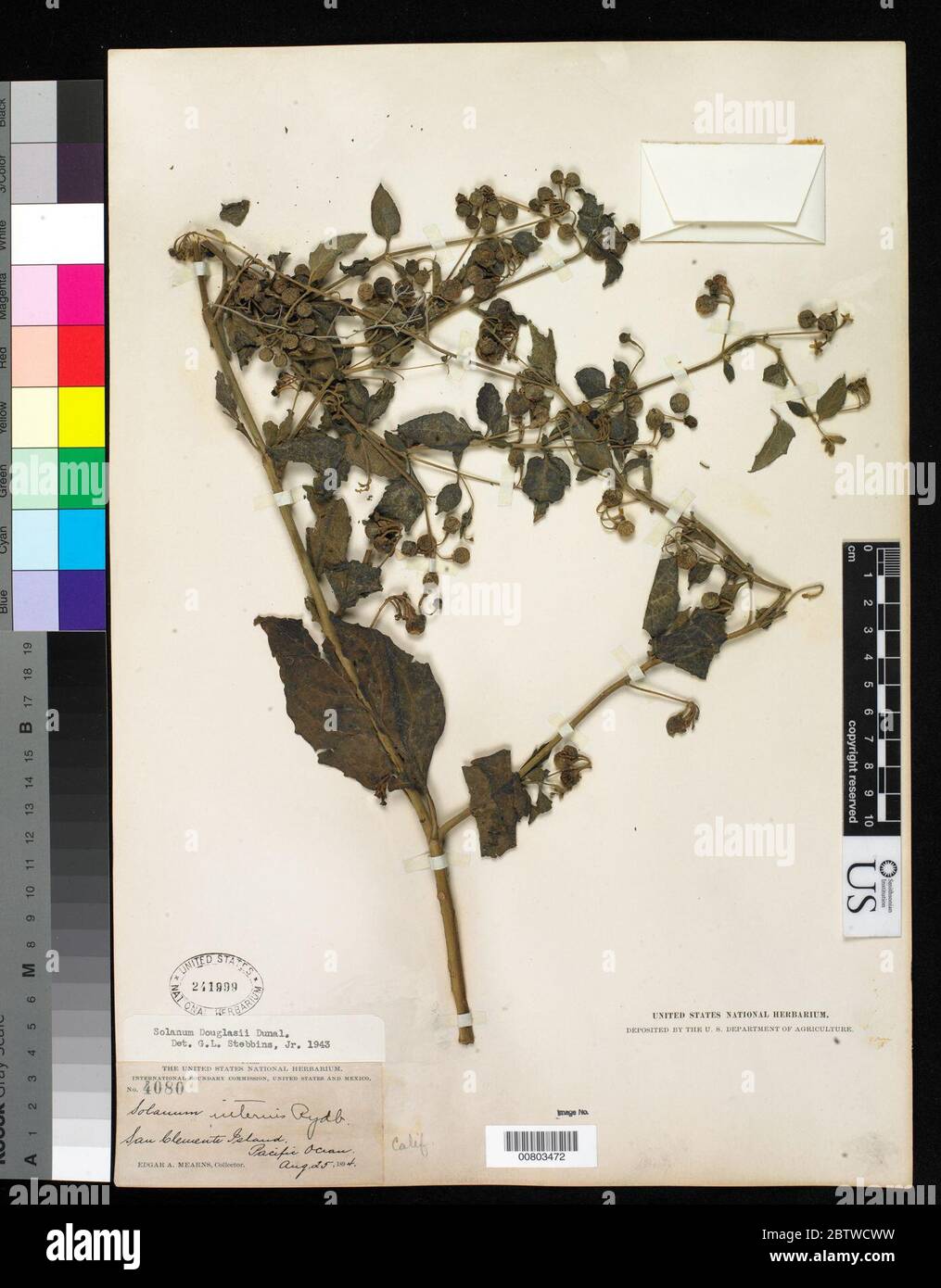 Solanum douglasii hi-res stock photography and images - Alamy