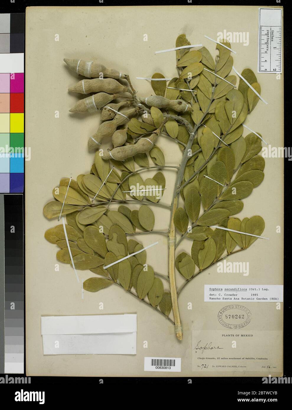 Sophora secundiflora DC Stock Photo - Alamy