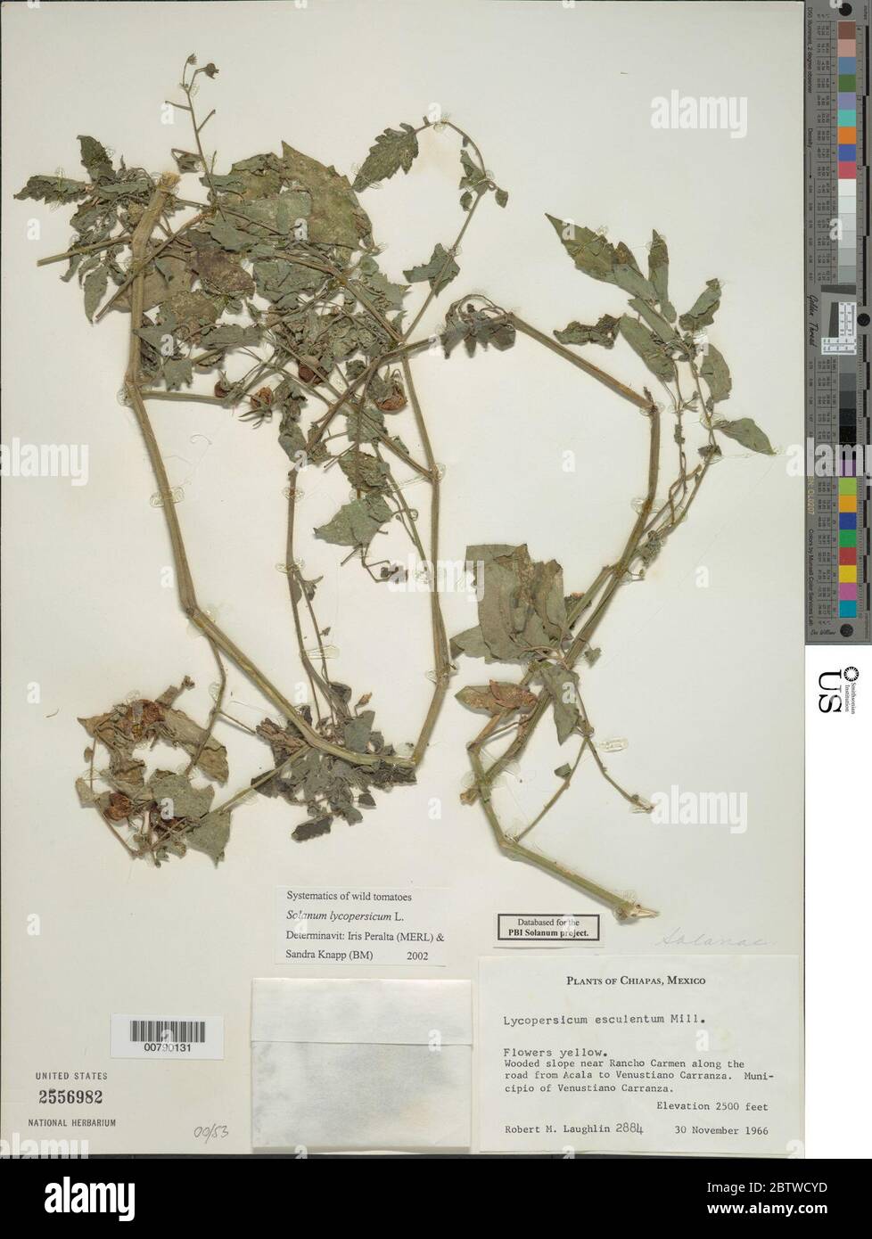 Solanum lycopersicum l hi-res stock photography and images - Alamy