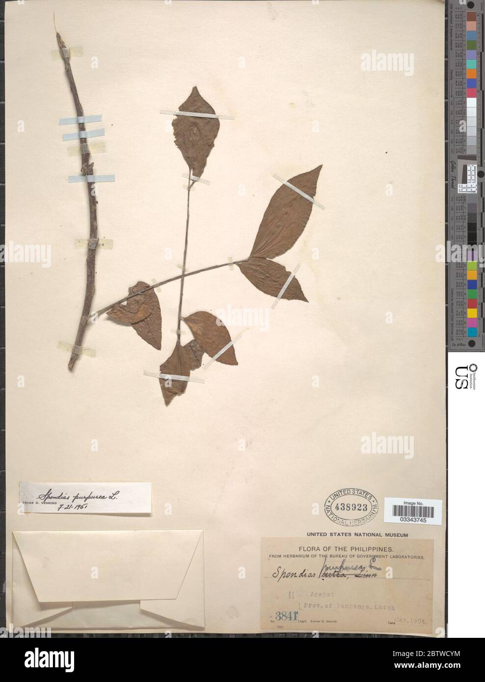 Spondias purpurea L Stock Photo - Alamy