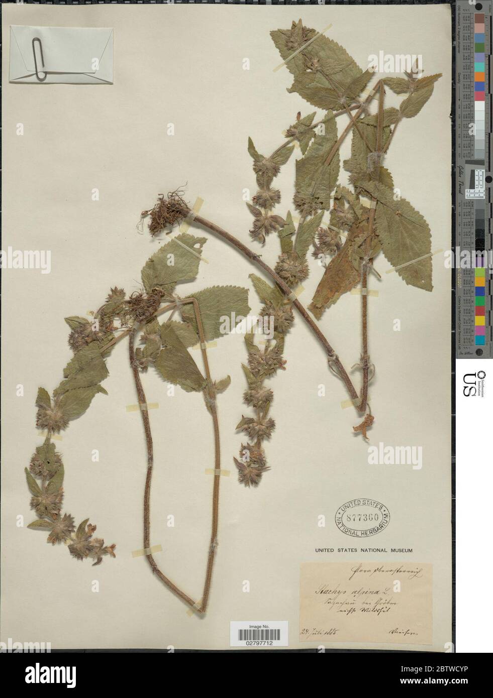 Stachys alpina hi-res stock photography and images - Alamy
