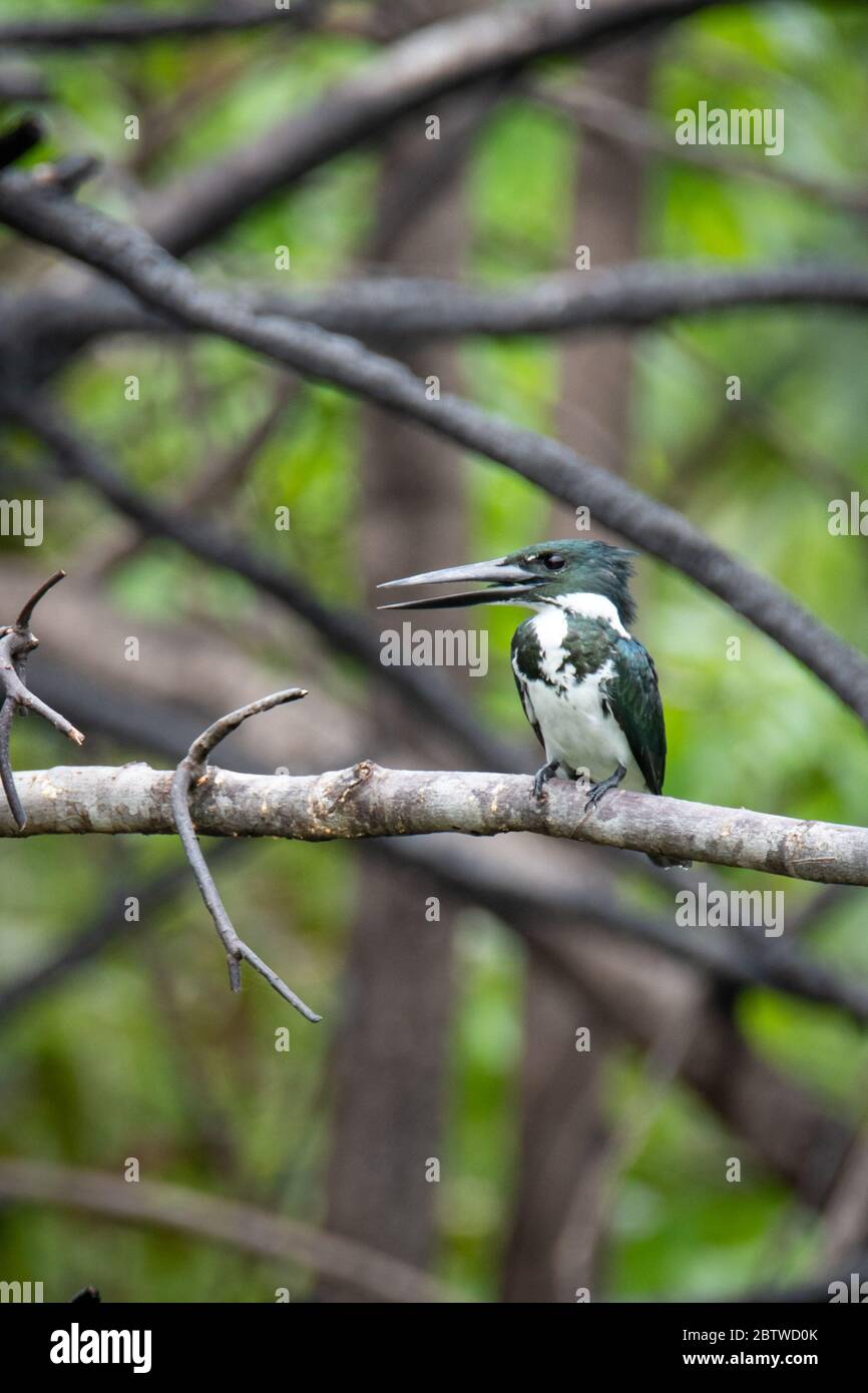 Female Amazon Kingfisher (Chloroceryle amazona) in the Peruvian Amazon ...
