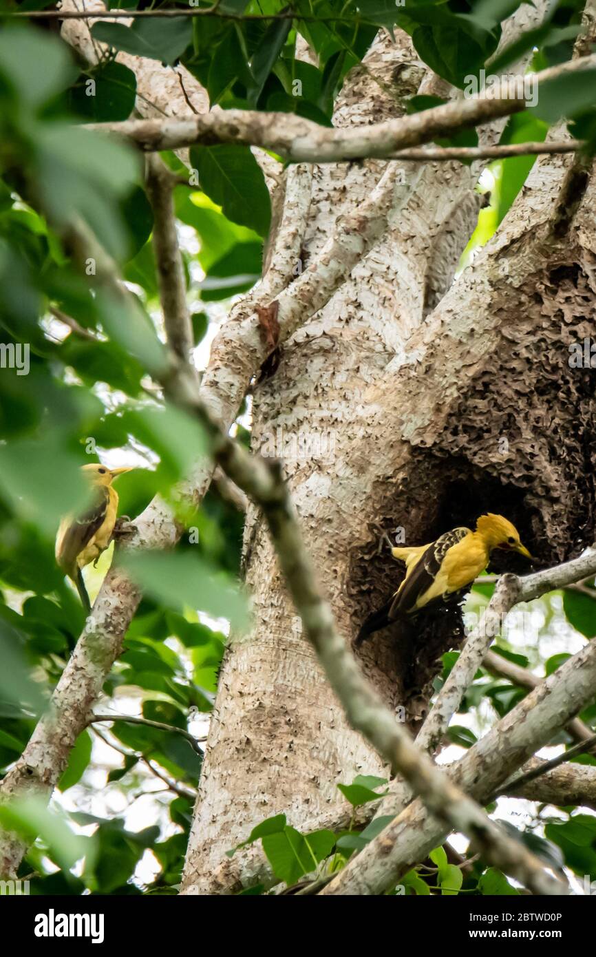 Cream-colored woodpecker (Celeus flavus peruvianus) in the Peruvian ...