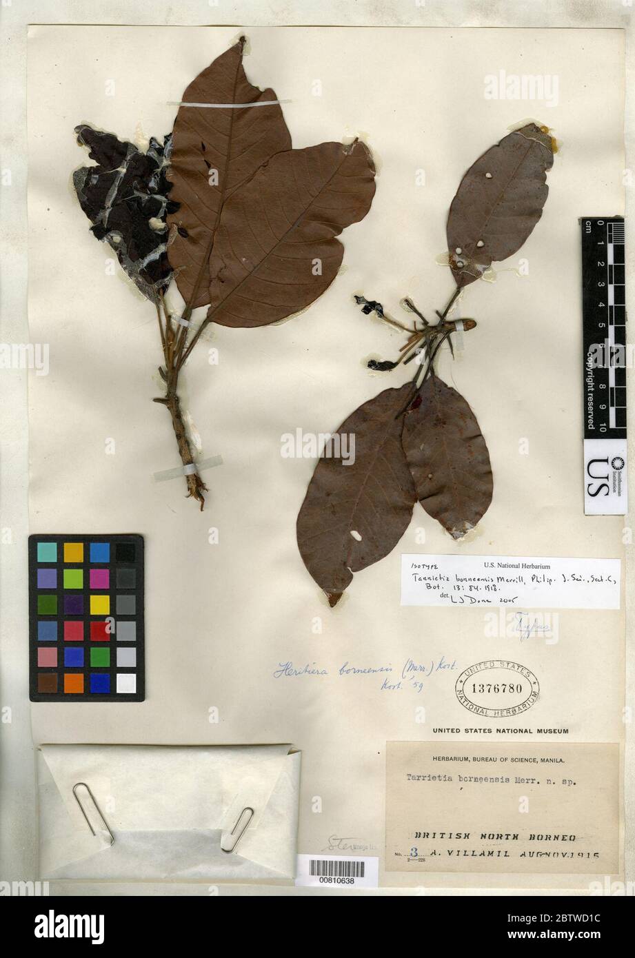 Tarrietia borneensis Merr Stock Photo - Alamy