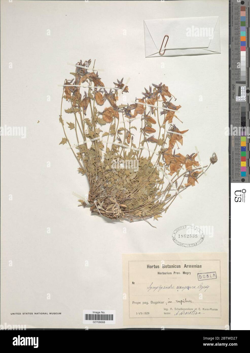 Symphyandra zangezura Lipsky Stock Photo - Alamy