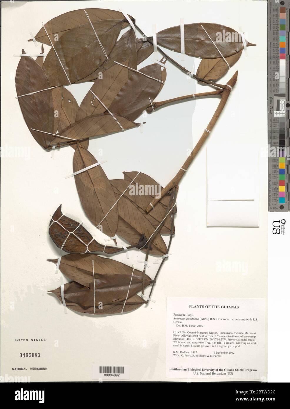 Swartzia panacoco var kamarangensis RS Cowan Stock Photo - Alamy