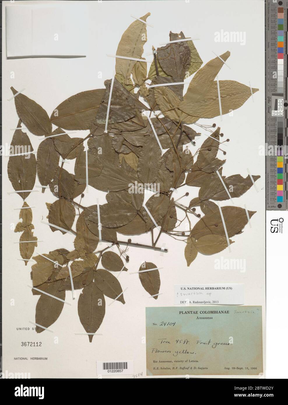 Swartzia hi-res stock photography and images - Alamy