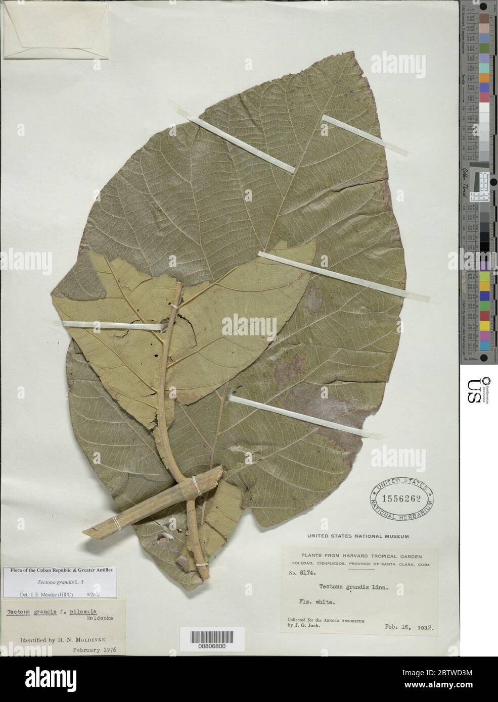 Tectona grandis L f Stock Photo - Alamy
