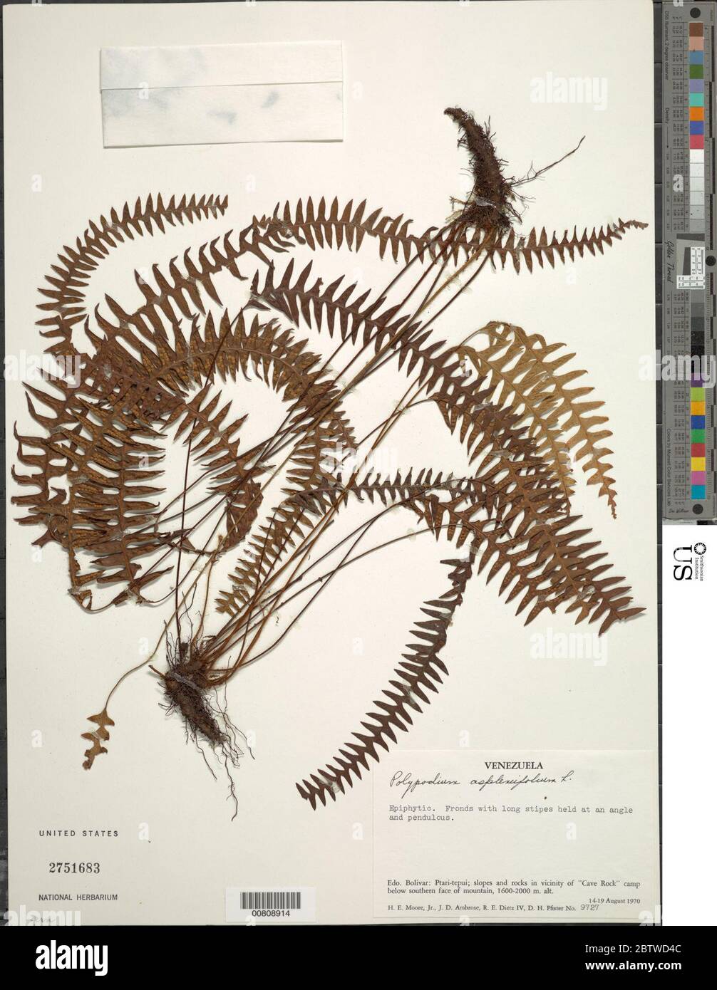 Terpsichore asplenifolia L AR Sm Stock Photo - Alamy