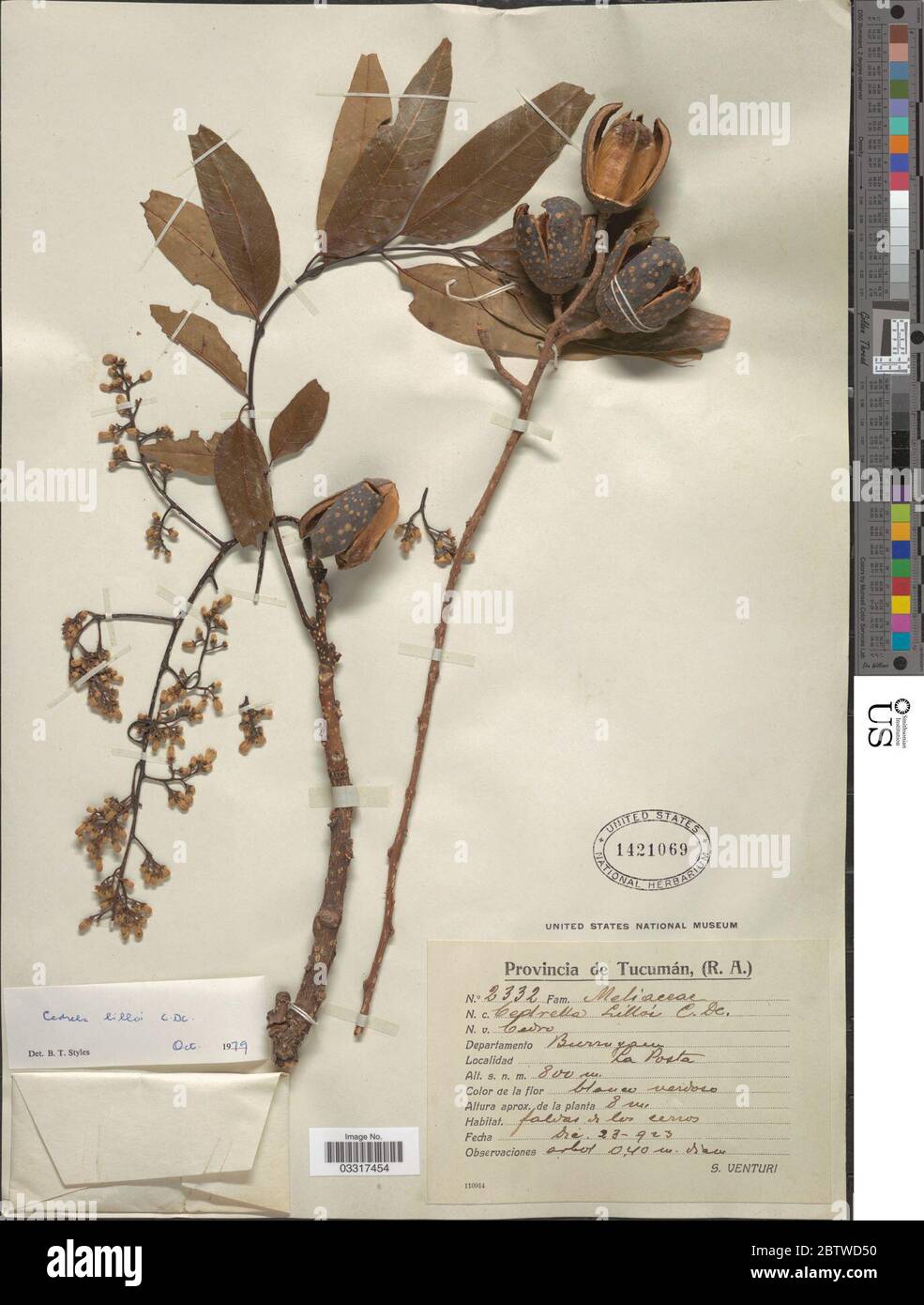 Cedrela lilloi C DC. 12 Jul 20191 Stock Photo - Alamy