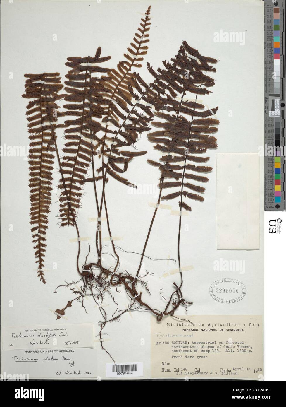 Trichomanes dactylites Sodiro Stock Photo - Alamy