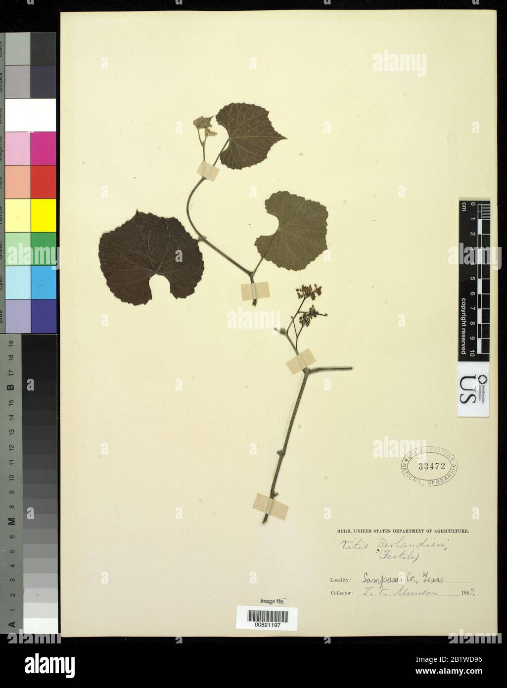 Vitis berlandieri Planch Stock Photo - Alamy