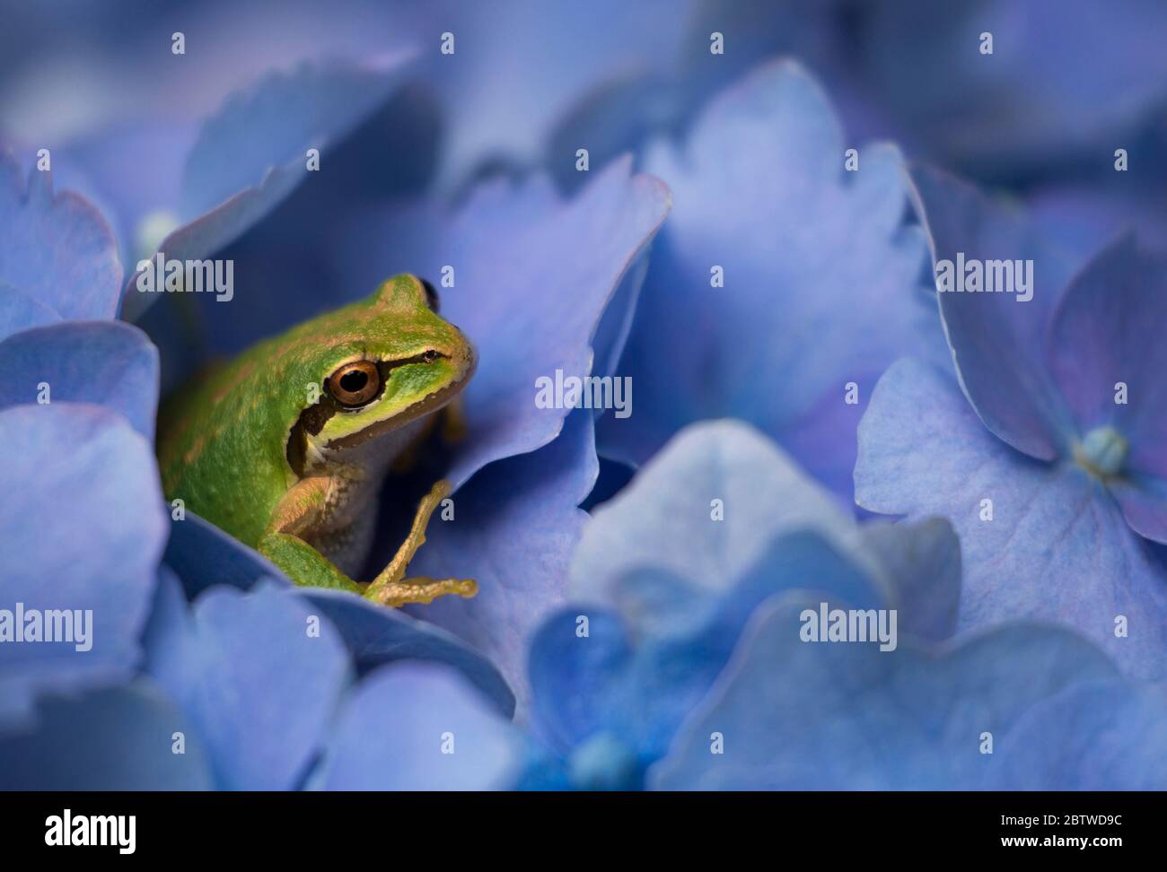 Happy cute frogs hi-res stock photography and images - Alamy