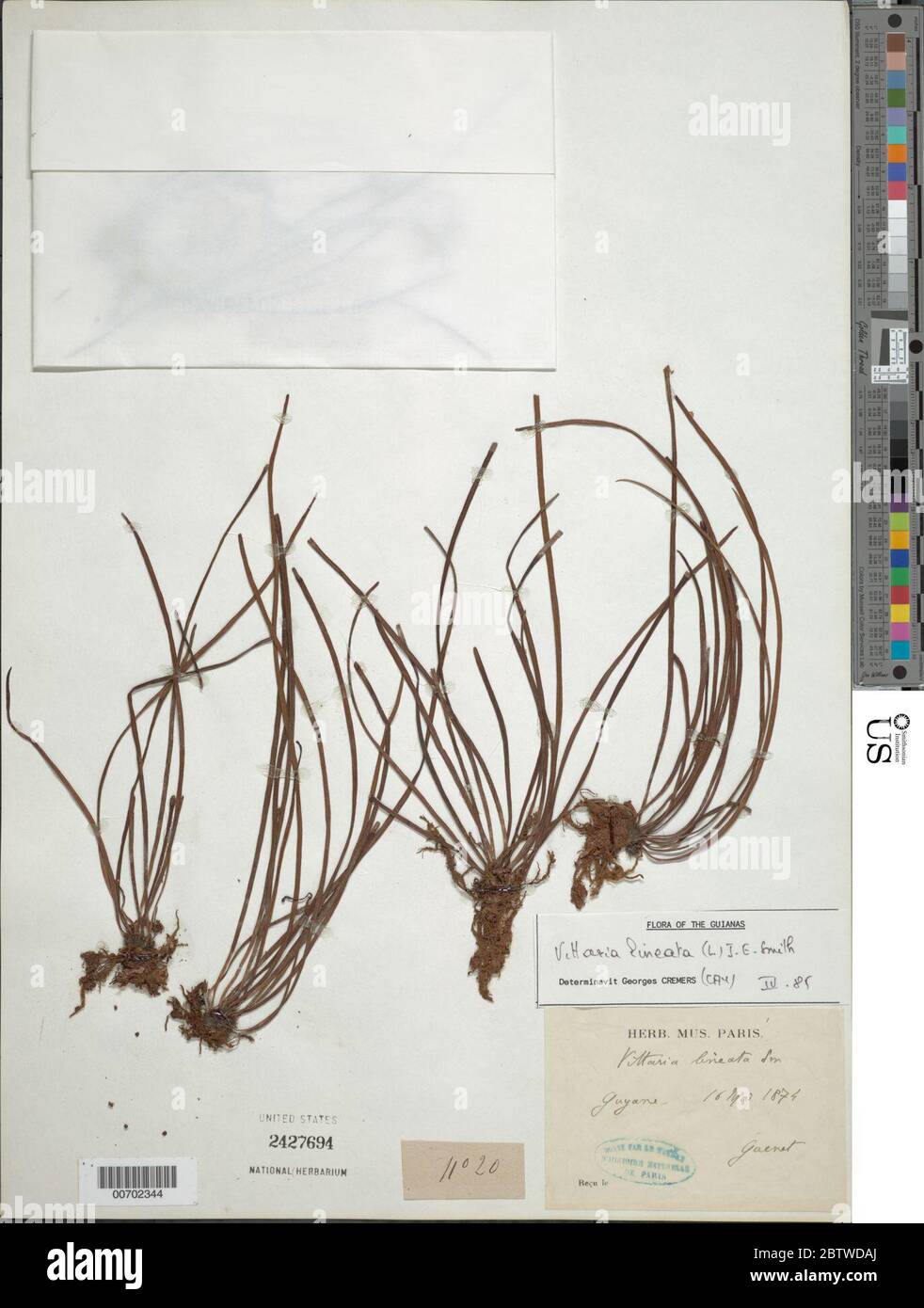 Vittaria lineata L Sm Stock Photo - Alamy