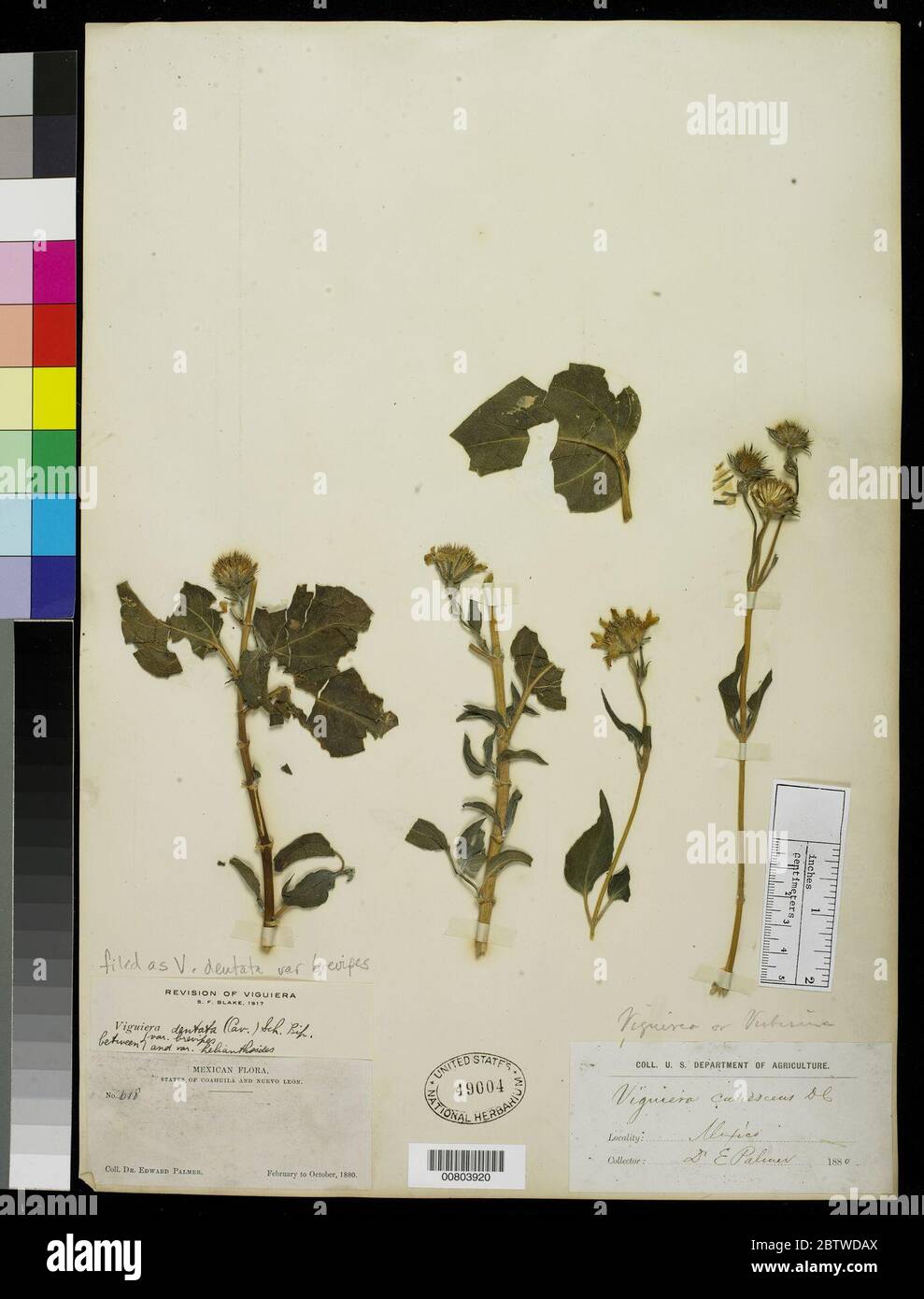 Viguiera dentata var brevipes DC SF Blake Stock Photo - Alamy