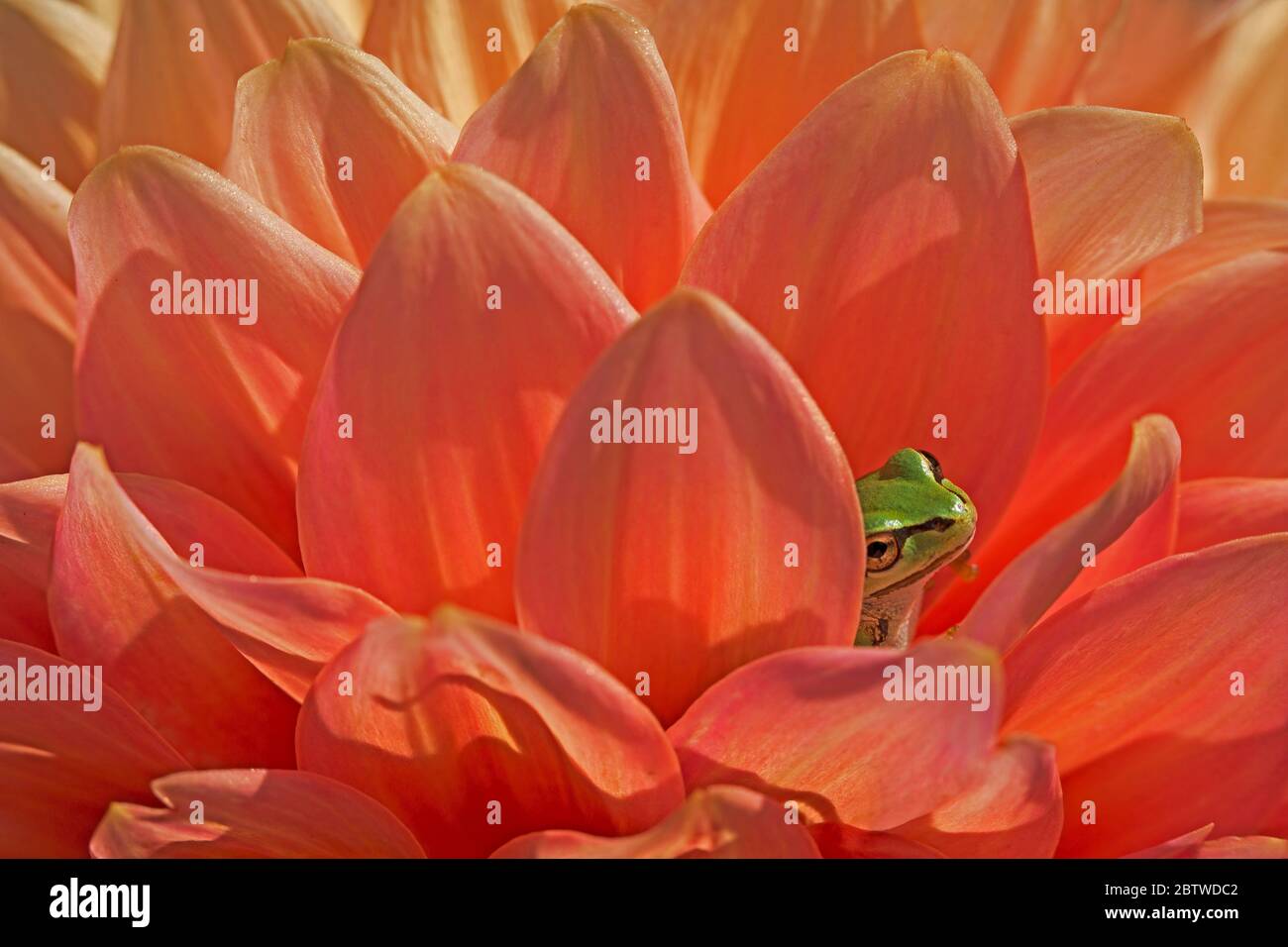 Tiny green Pacific tree frog nestles in the petals of a peach-colored ...