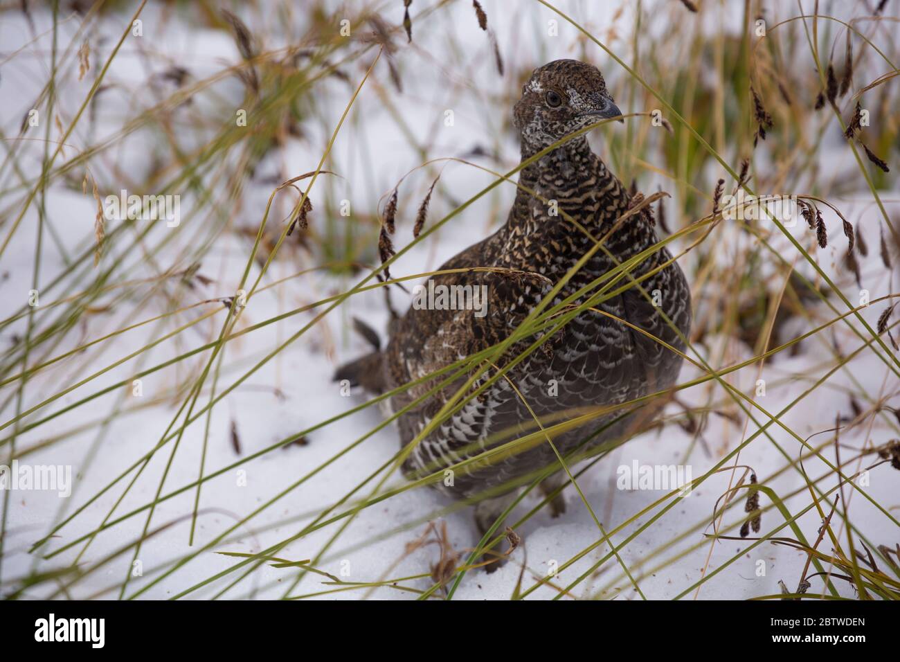 Mount rainier bird hi-res stock photography and images - Alamy
