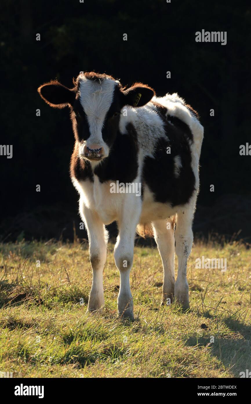 Calf looking at camera Stock Photo - Alamy