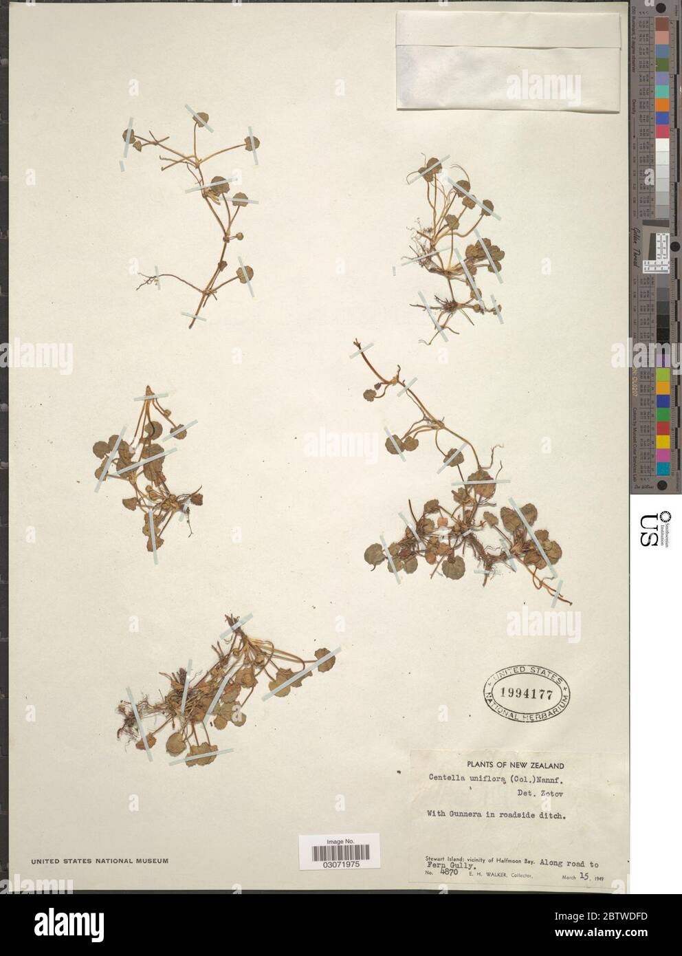 Centella uniflora hi-res stock photography and images - Alamy