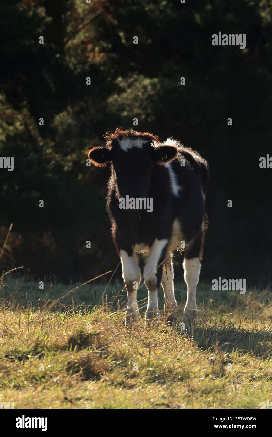 Calf looking at camera Stock Photo - Alamy