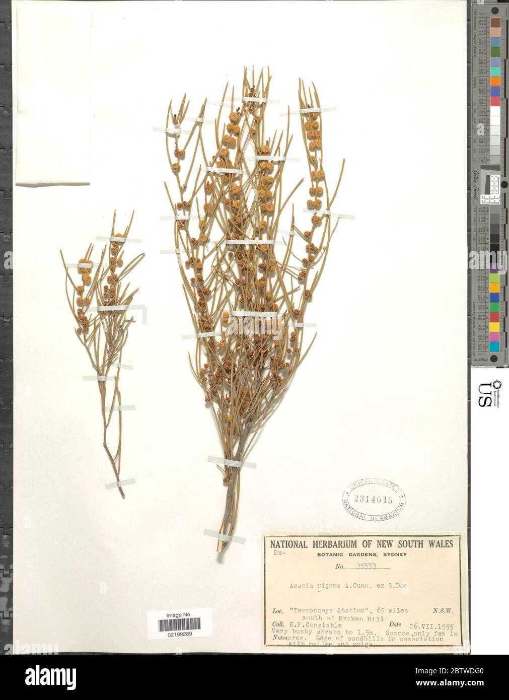 Acacia rigens G Don Stock Photo - Alamy