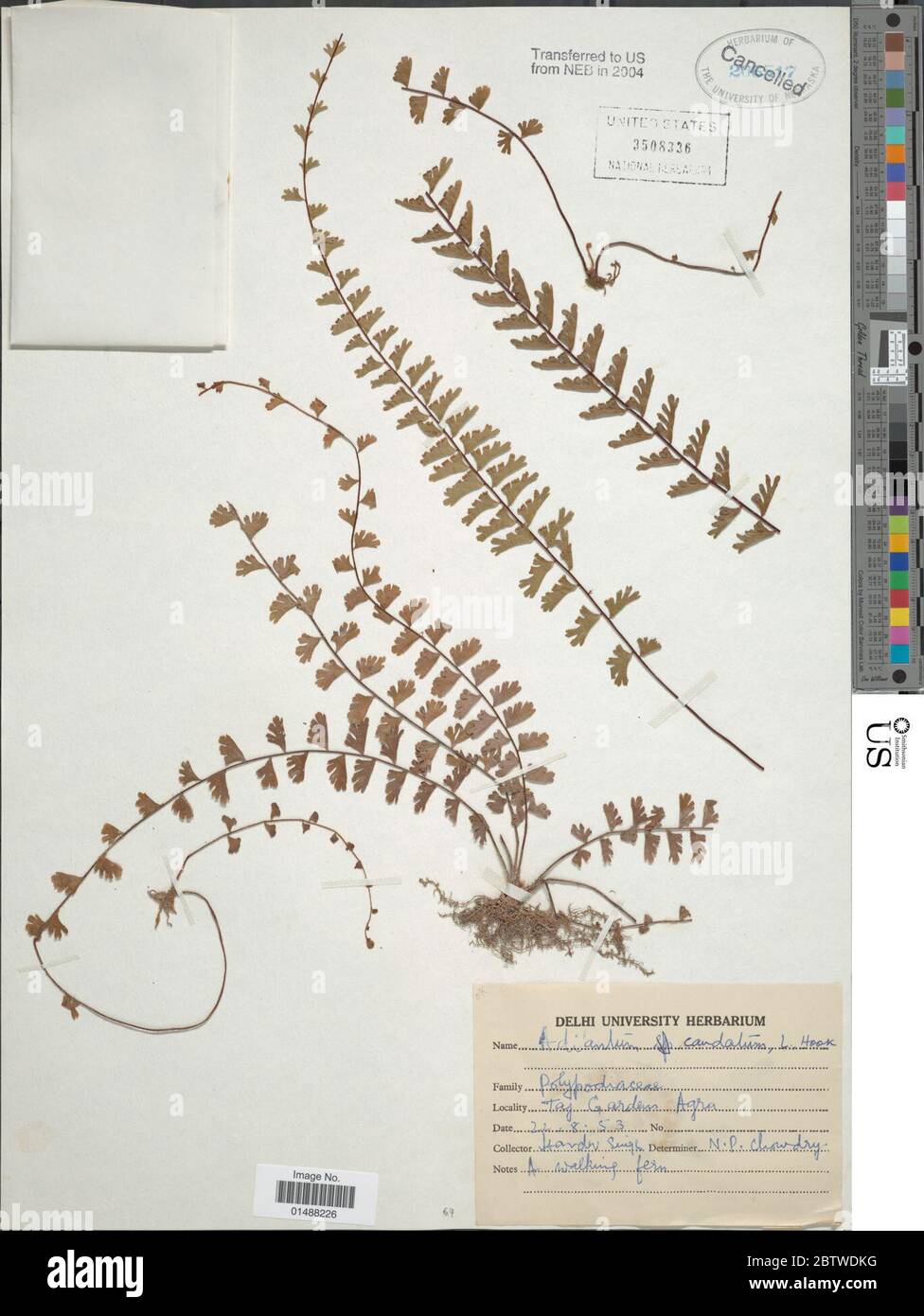 Adiantum caudatum L Stock Photo - Alamy