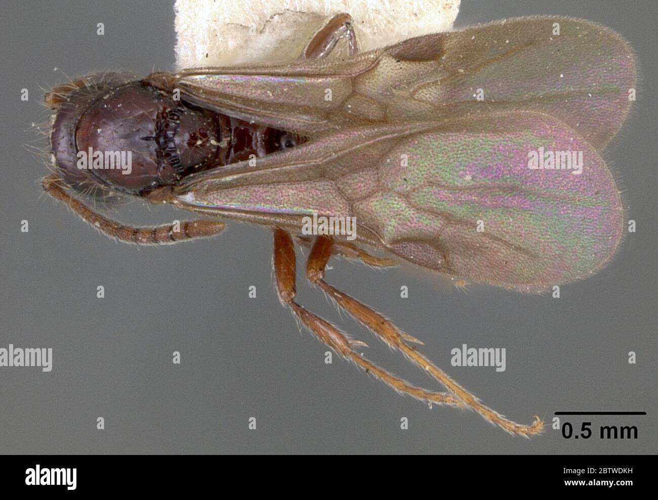 Cerapachys Cerapachys terricola tulagi. 30 Mar 20204 Stock Photo - Alamy