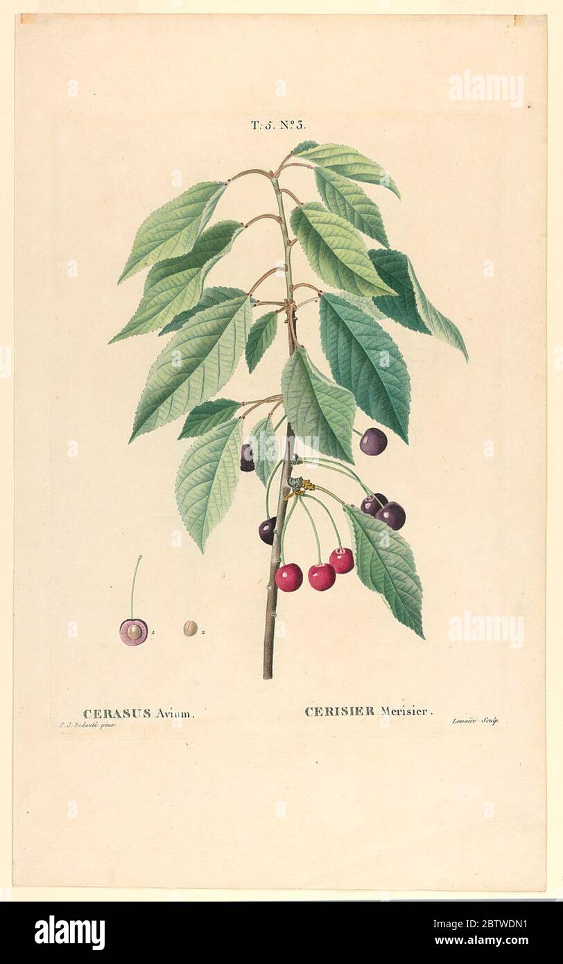 Cerasus Avium. Research in ProgressA vertical twig with leaves, three ...