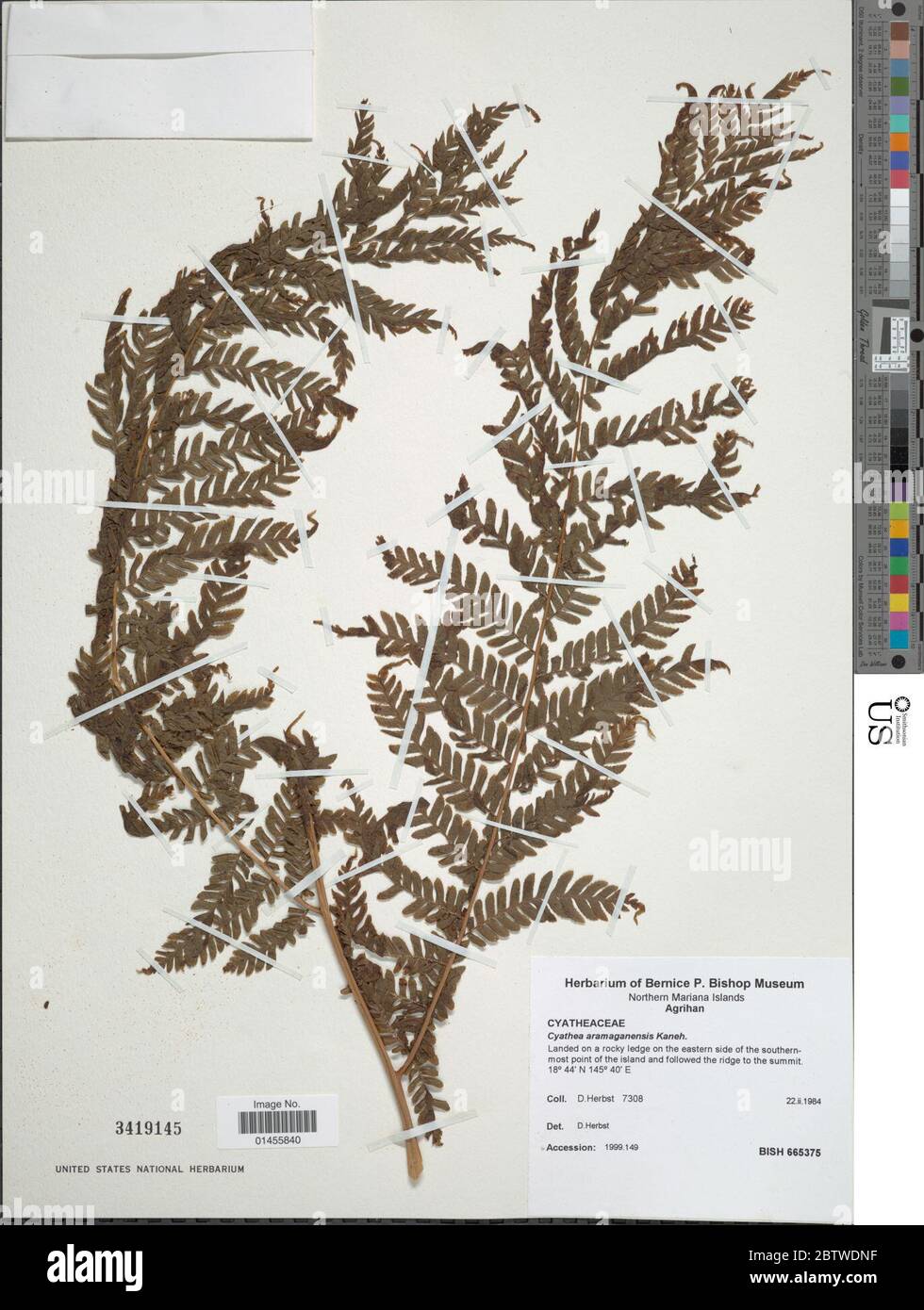 Kaneh hi-res stock photography and images - Alamy