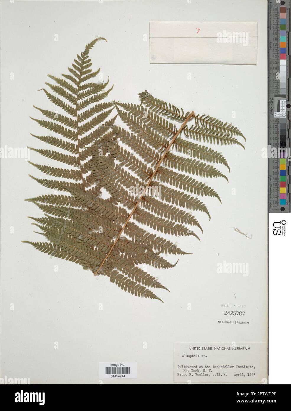 Alsophila sp hi-res stock photography and images - Alamy