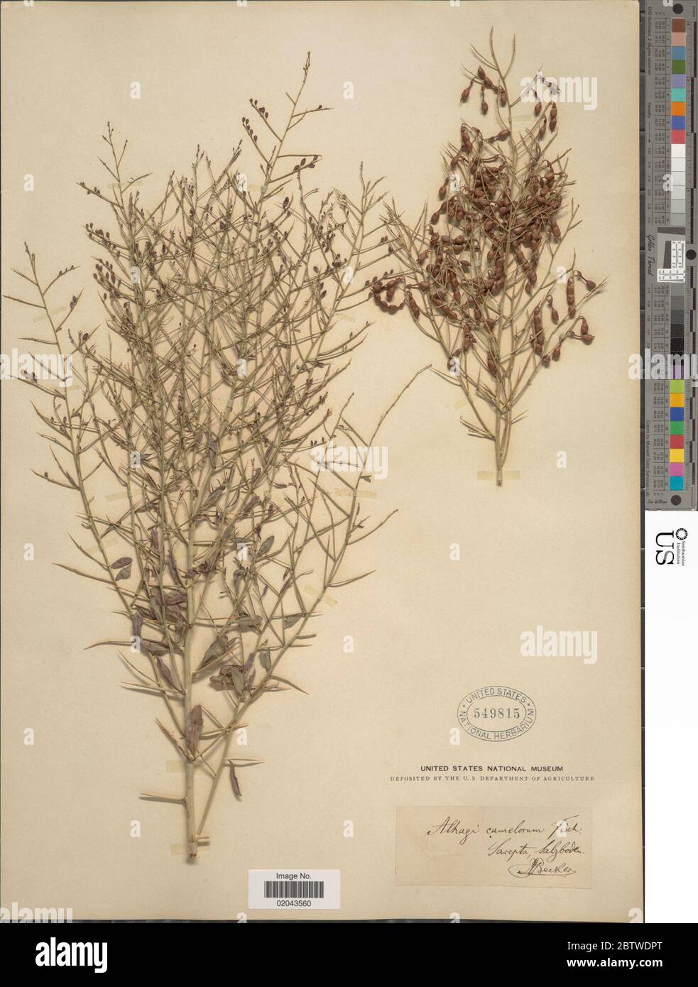 Alhagi hi-res stock photography and images - Alamy