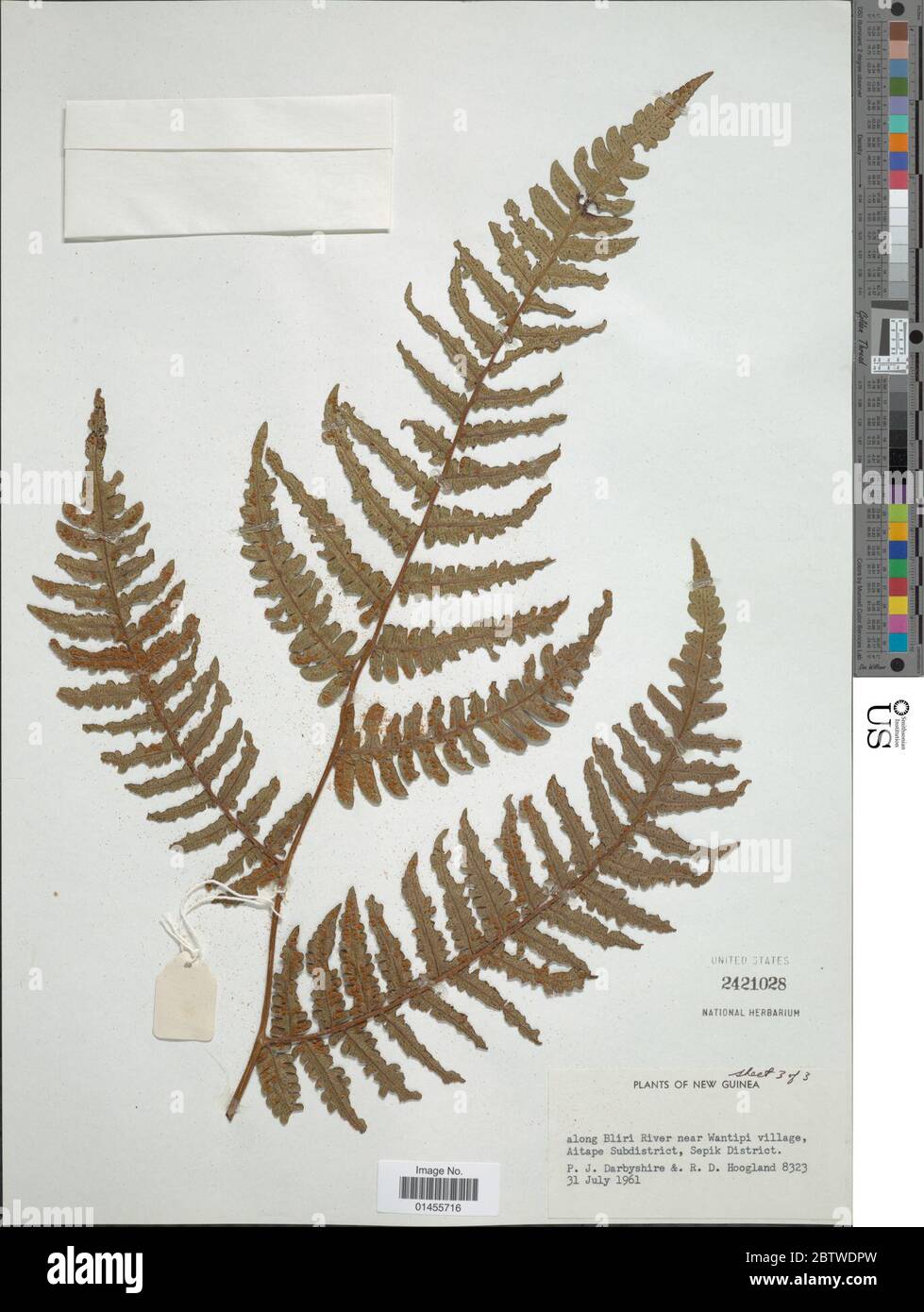 Alsophila sp hi-res stock photography and images - Alamy