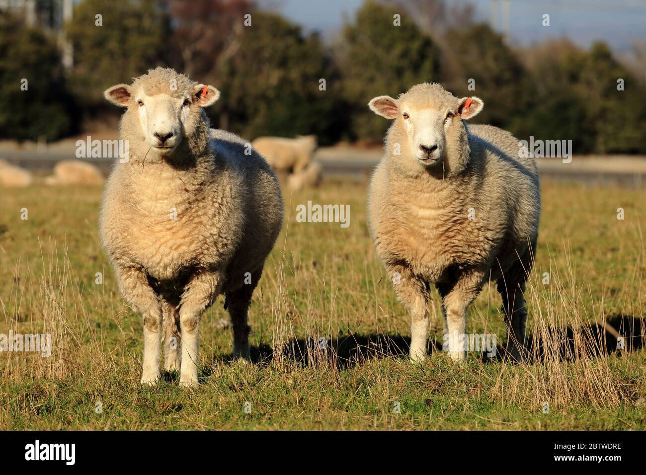 Two sheep new zealand hi-res stock photography and images - Alamy