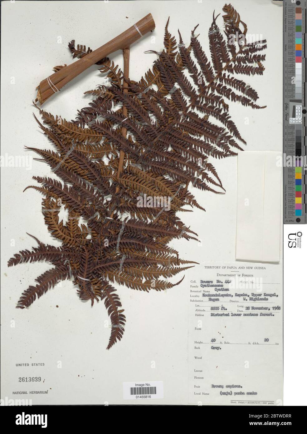 Alsophila sp hi-res stock photography and images - Alamy