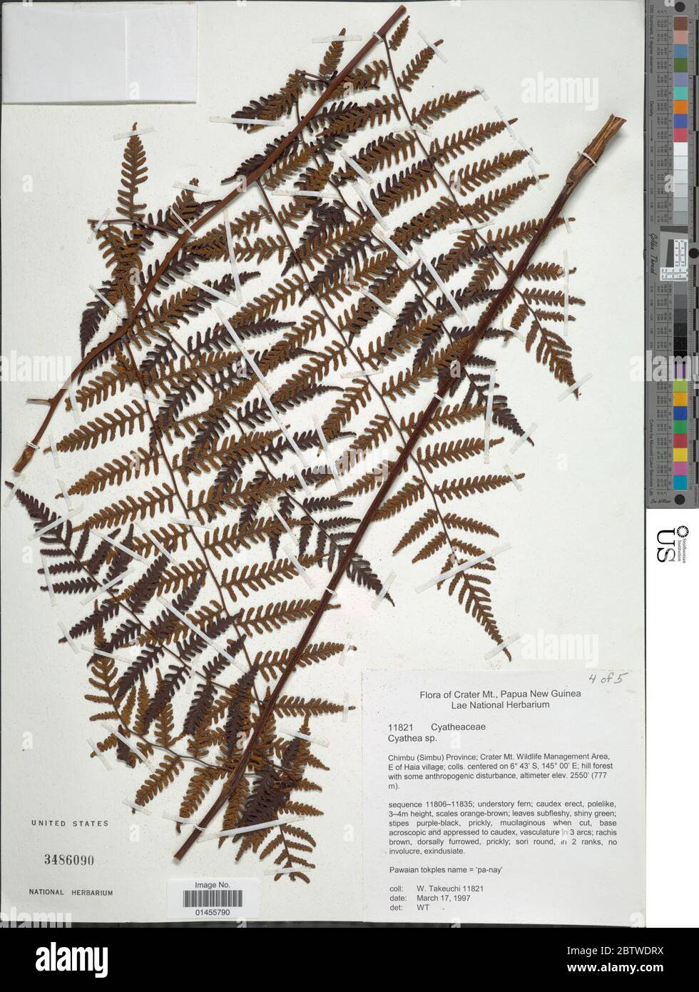 Alsophila sp hi-res stock photography and images - Alamy