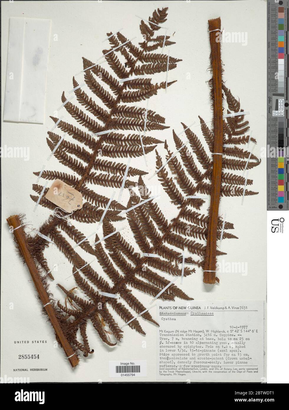 Alsophila sp hi-res stock photography and images - Alamy