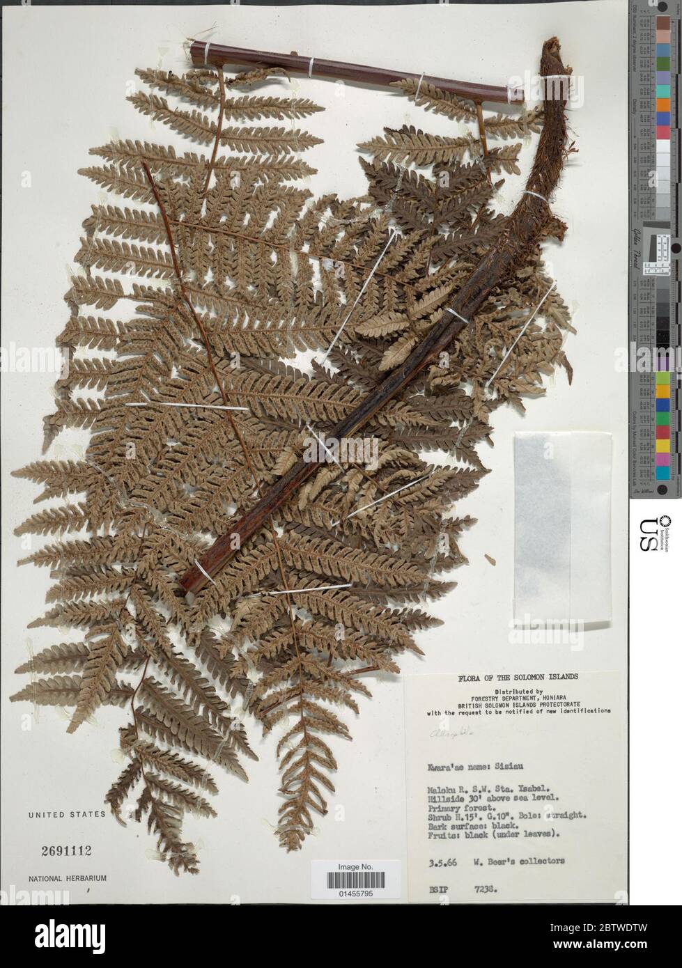 Alsophila sp hi-res stock photography and images - Alamy