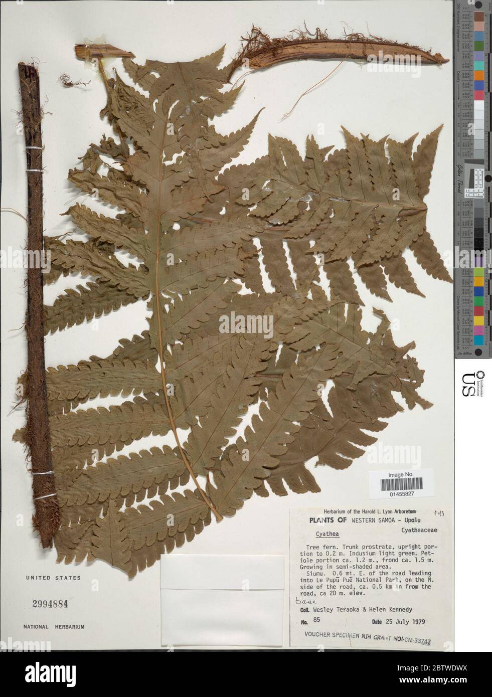 Alsophila sp hi-res stock photography and images - Alamy