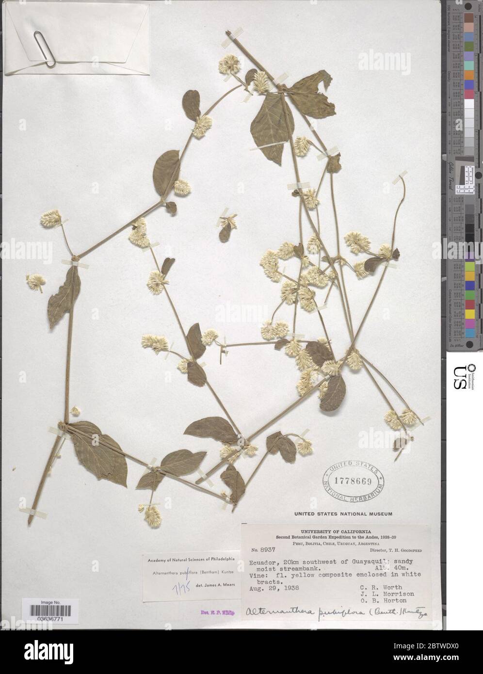 Alternanthera pubiflora Benth Kuntze Stock Photo - Alamy