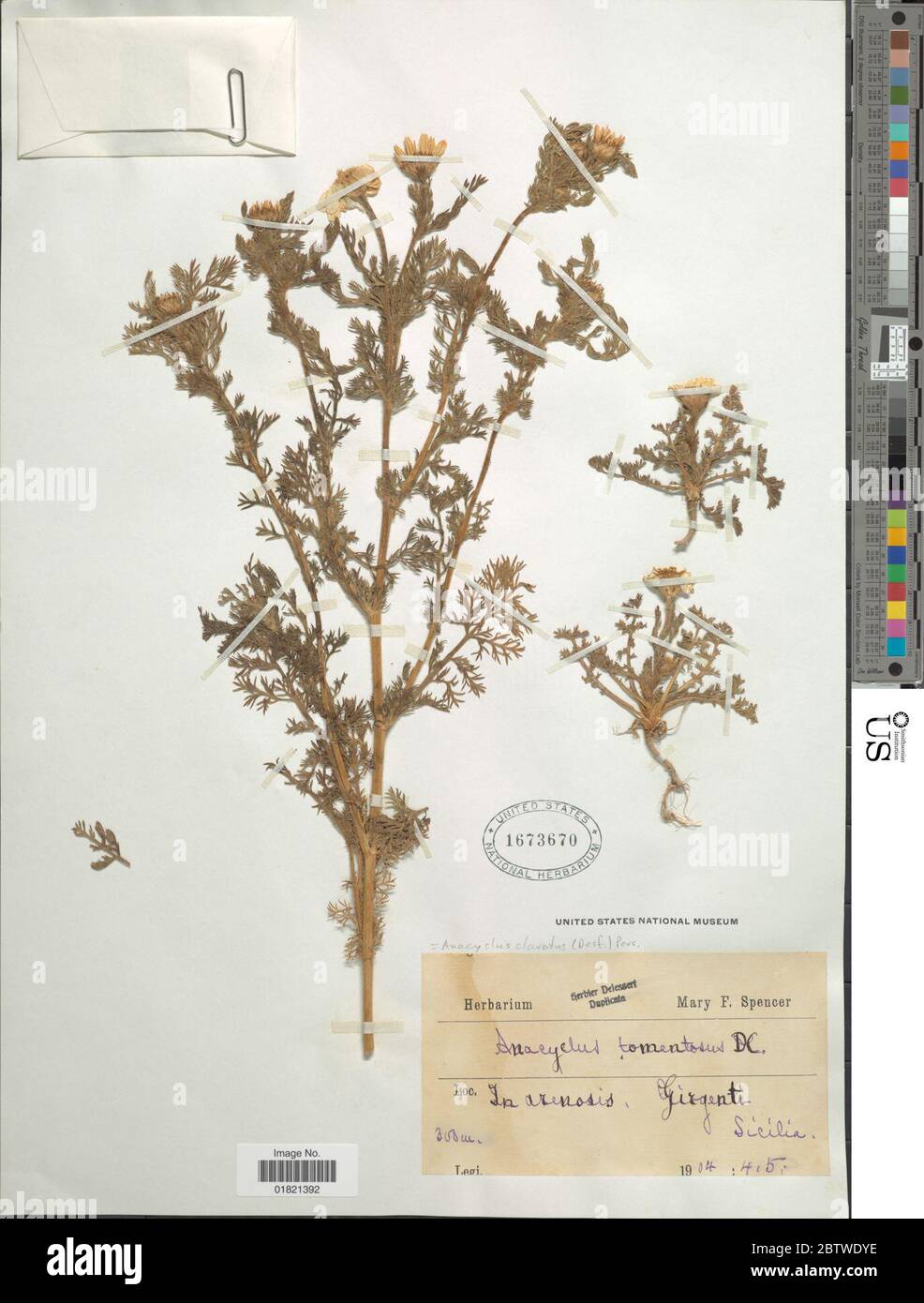 Anacyclus clavatus Pers Stock Photo - Alamy