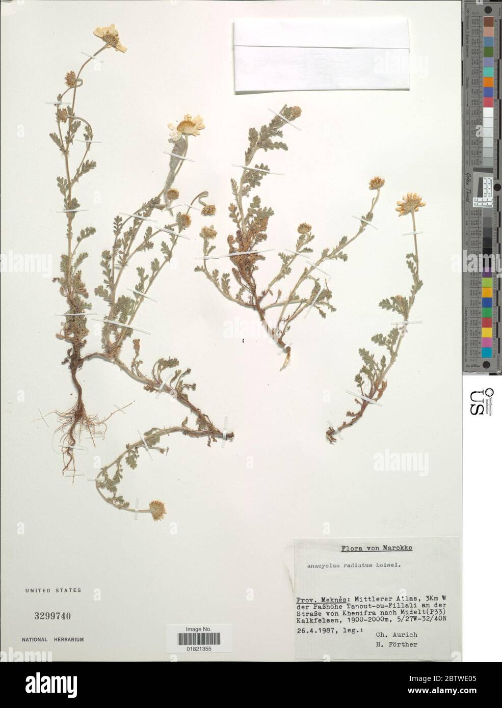 Anacyclus radiatus loisel hi-res stock photography and images - Alamy